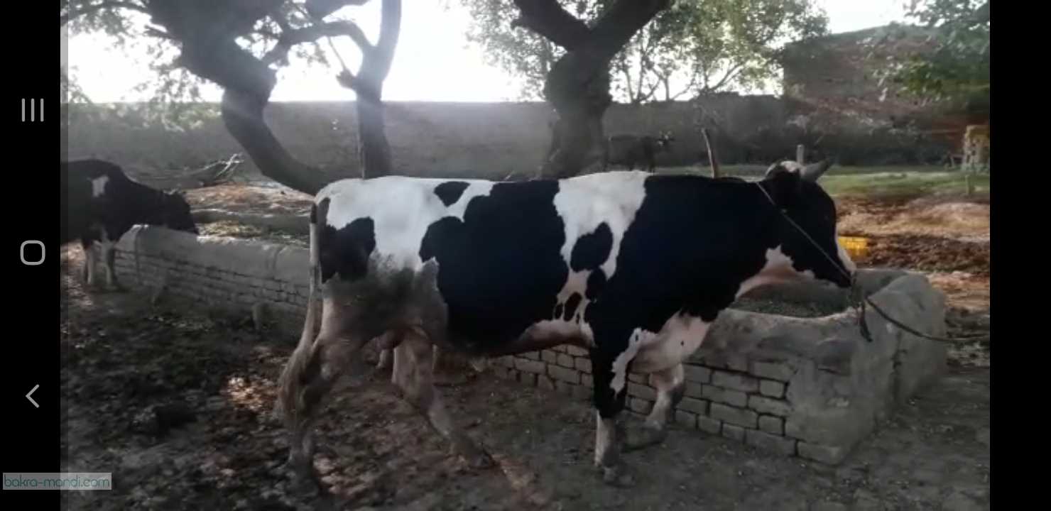 Cow & Bulls in lahore-بکرا منڈی available