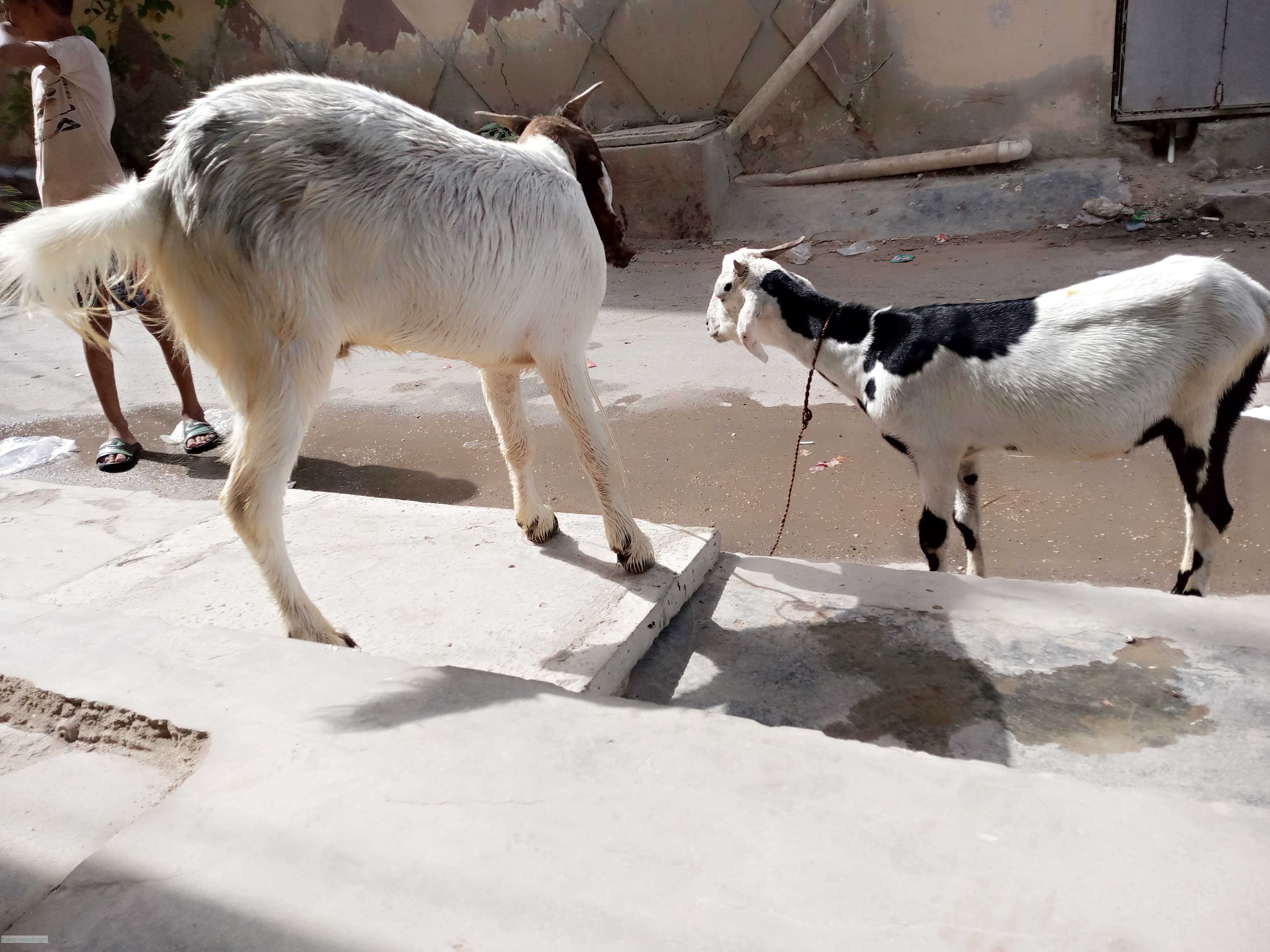 Bakra & Goats in Pakistan-بکرا منڈی available