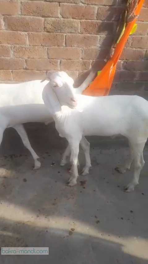 2 Goat - Bakra & Goats