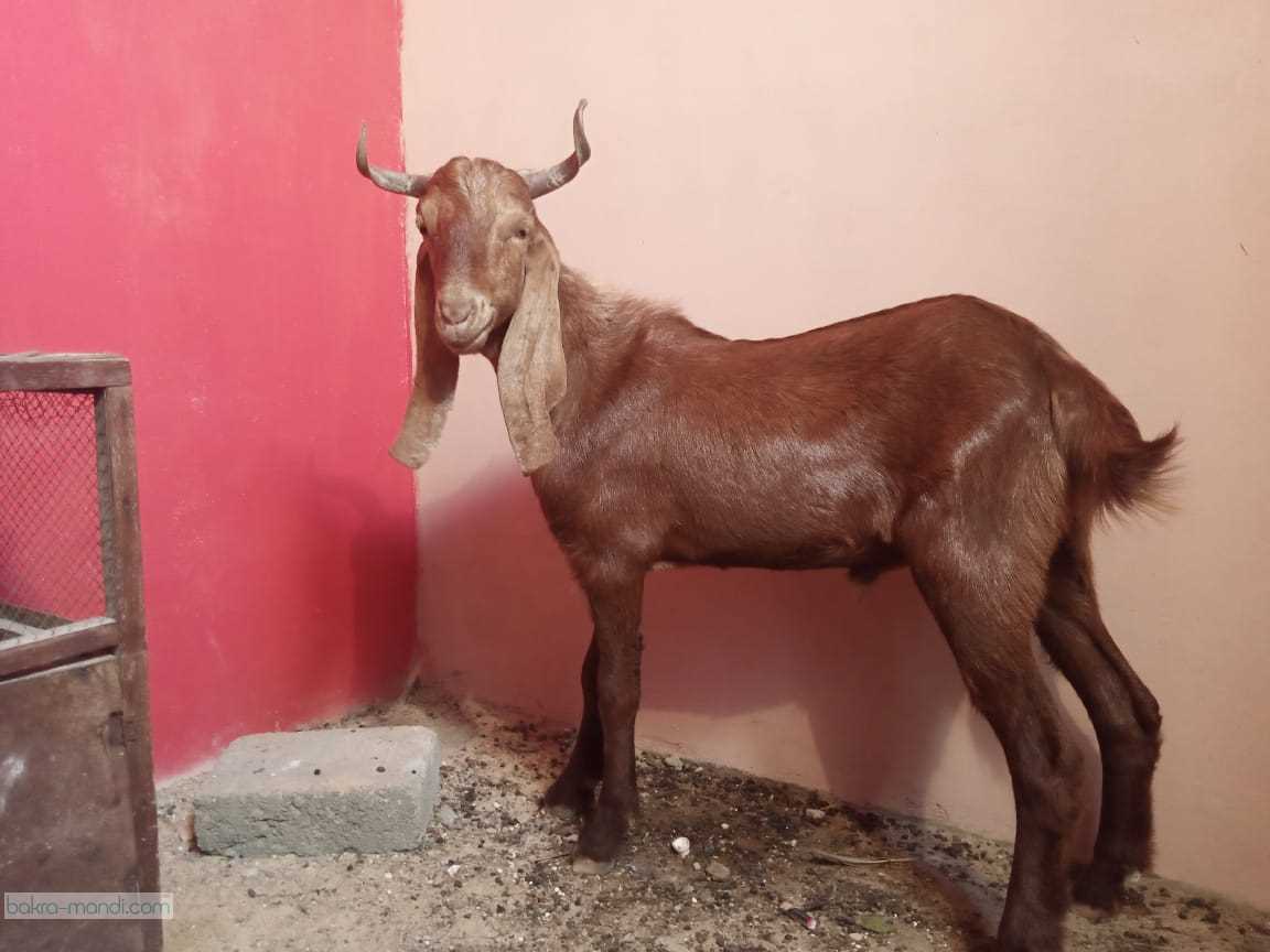 Bakra & Goats in Pakistan-بکرا منڈی available