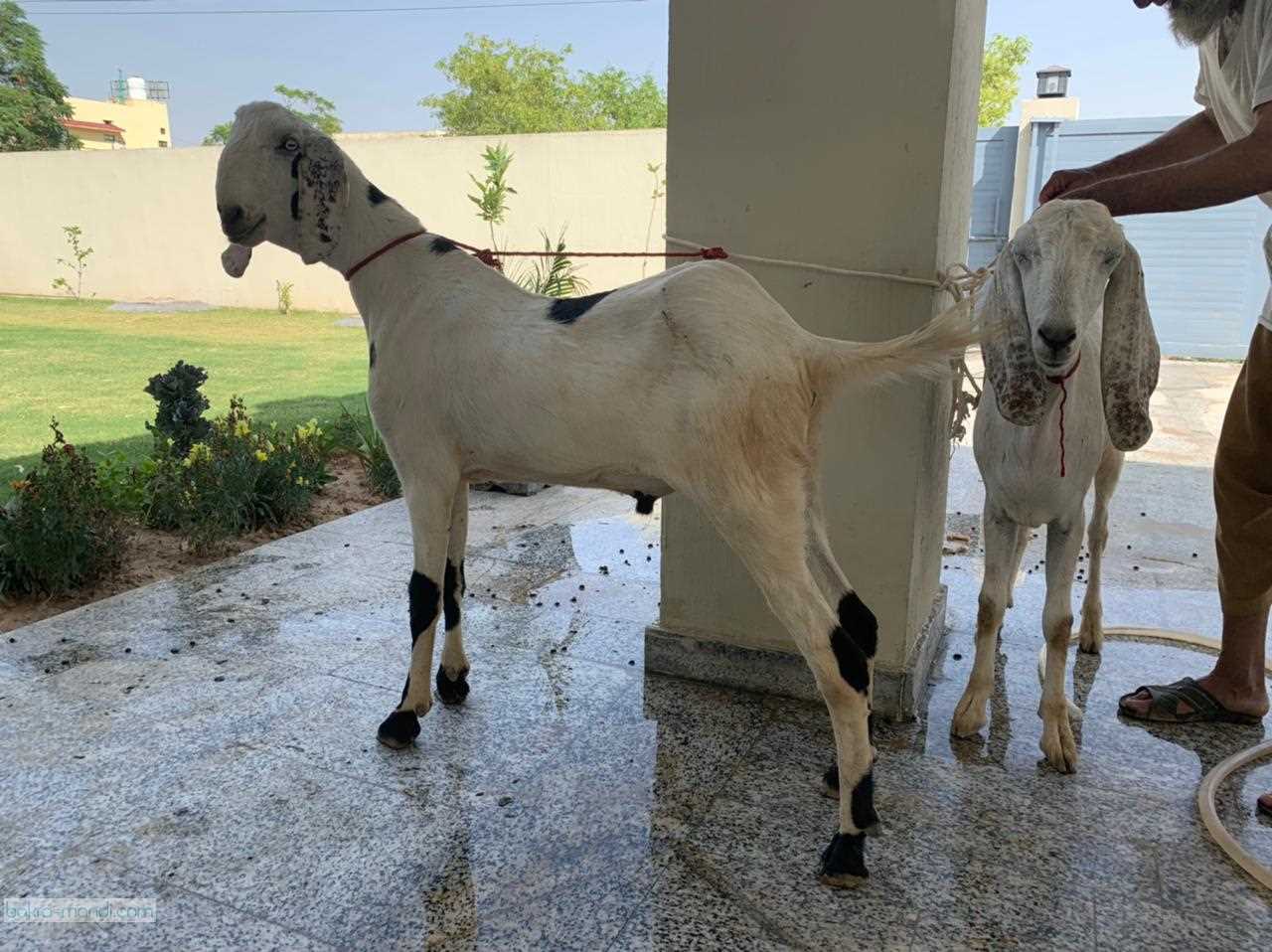 Desi bakra - Bakra & Goats
