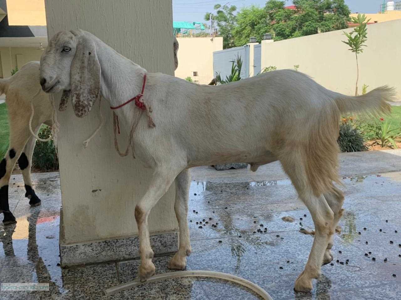 Desi bakra - Bakra & Goats