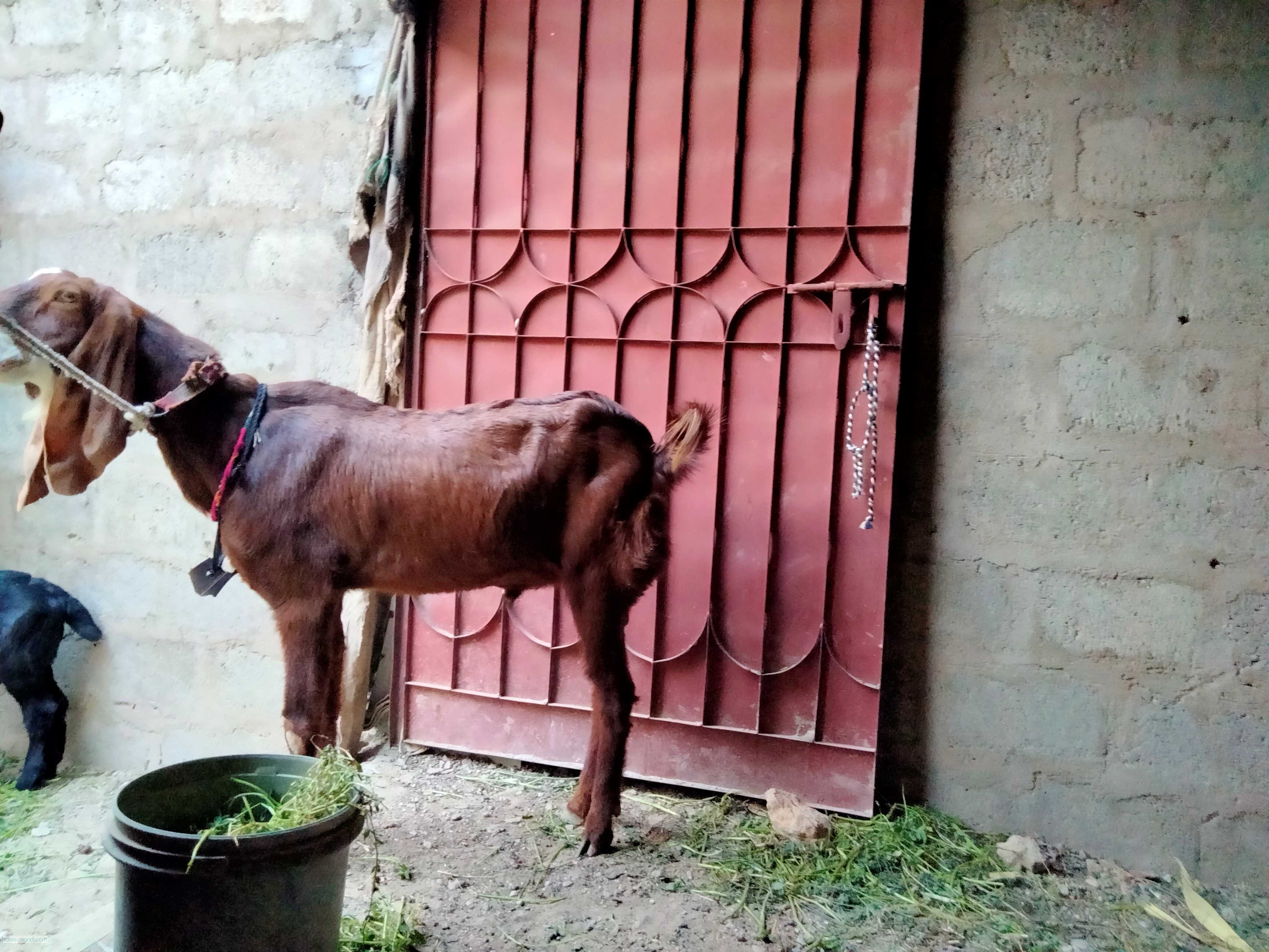Rajanpuri bakra 6 dant - Bakra & Goats