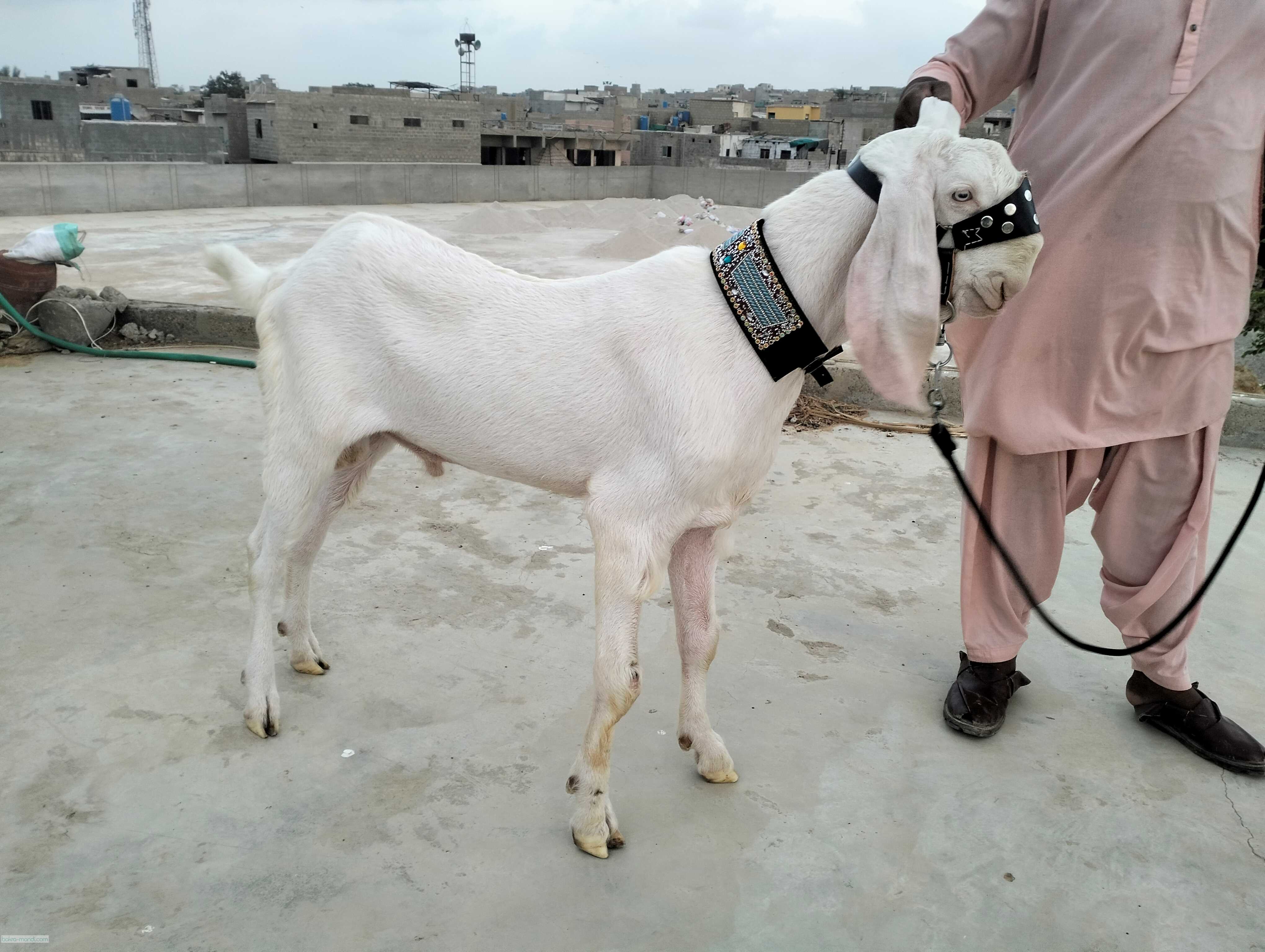 Bakra & Goats in karachi-بکرا منڈی available